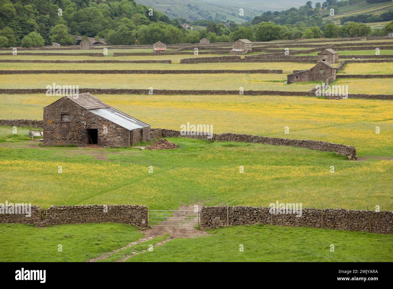 Wildflower meadows and barns surrounded by dry stone walls at ...