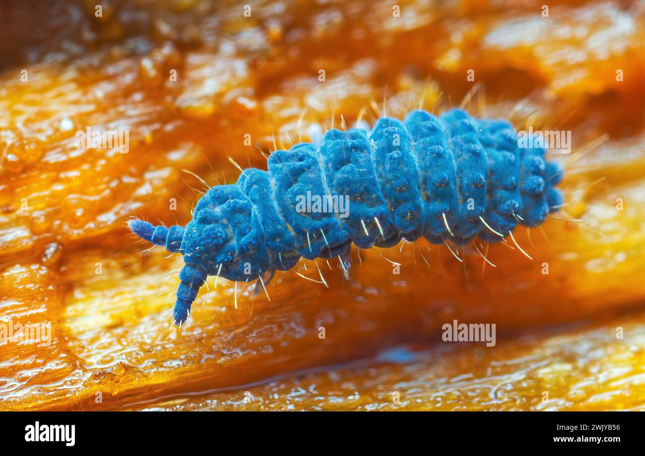 Moss Springtail - Neanura muscorum. Decomposer Stock Photo - Alamy