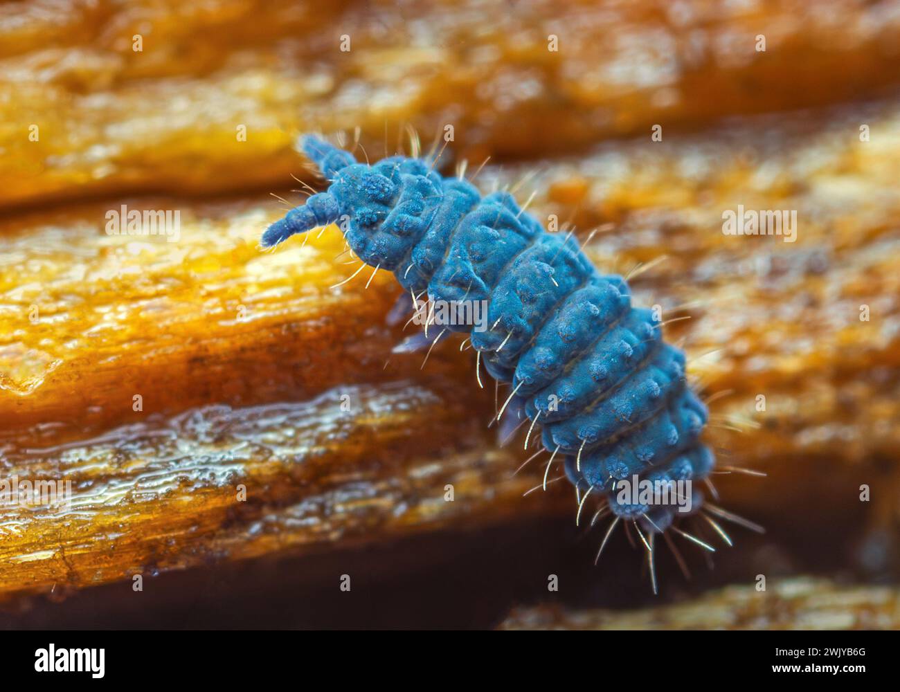 Springtail jump hi-res stock photography and images - Alamy