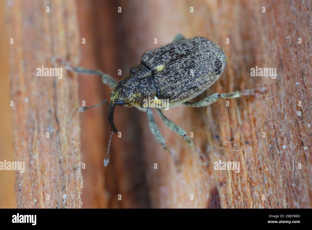 Cabbage stem weevil Ceutorhynchus pallidactylus. A beetle leaving its ...