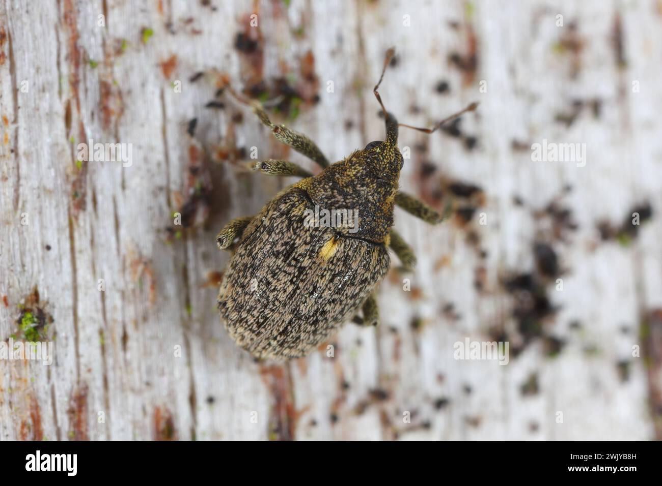 Cabbage stem weevil Ceutorhynchus pallidactylus. A beetle leaving its ...