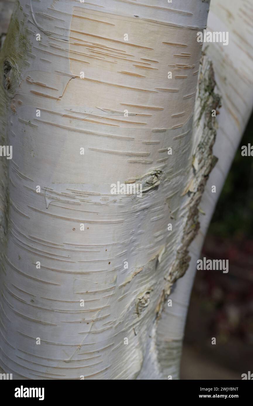 Split in the trunk of a silver birch tree Stock Photo - Alamy