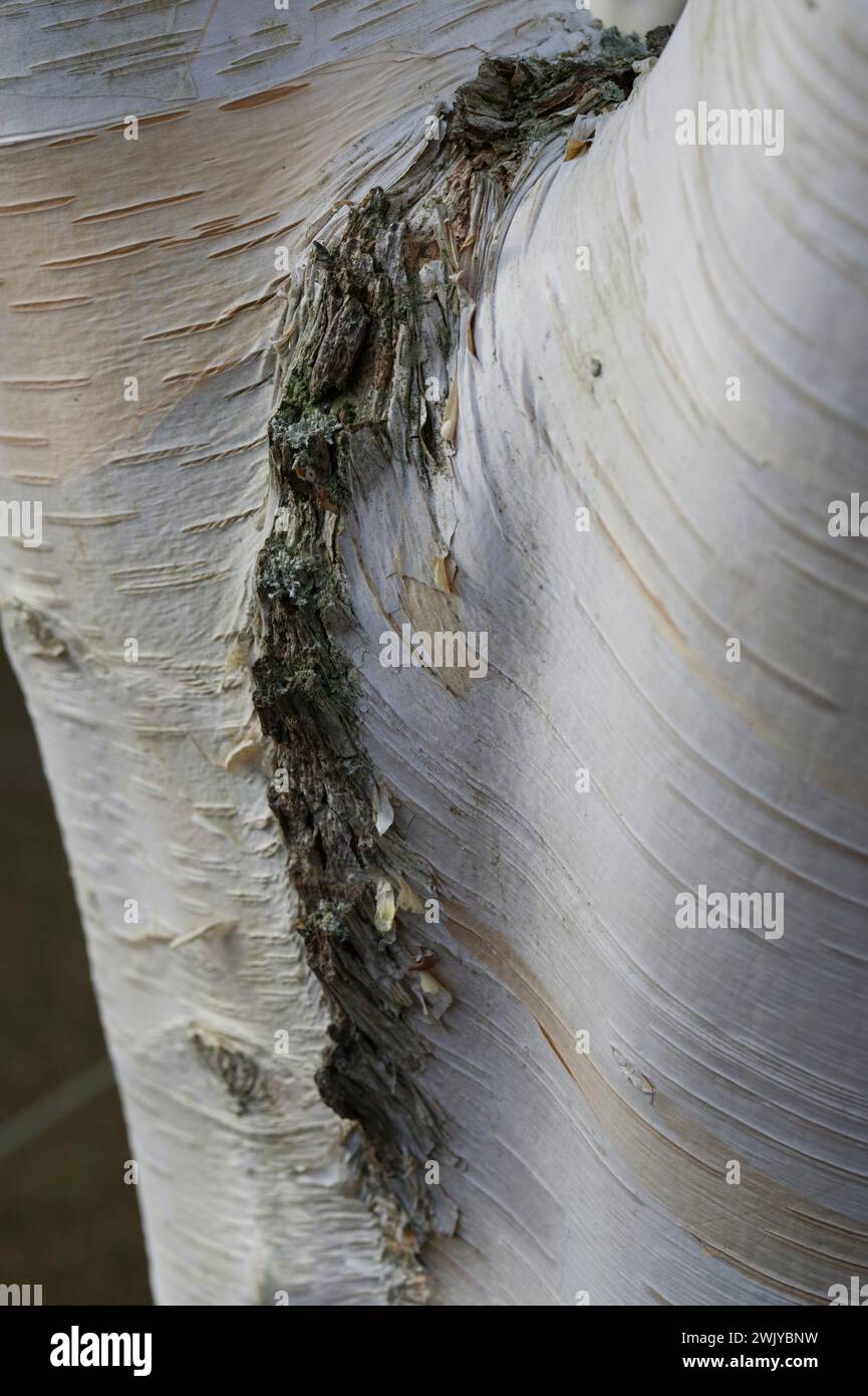 Silver gray trunk hi-res stock photography and images - Alamy