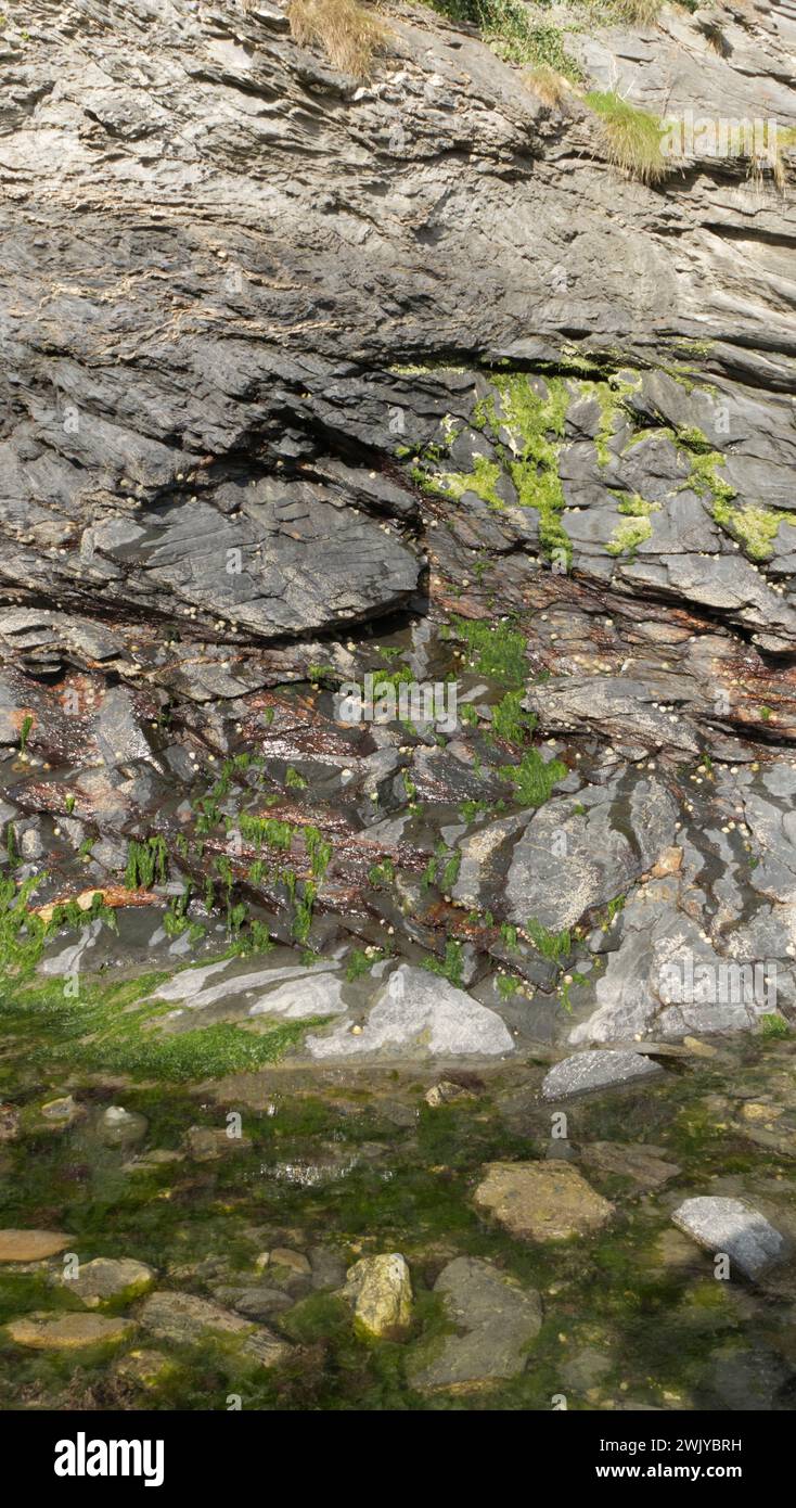 Algae on rocks hi-res stock photography and images - Alamy