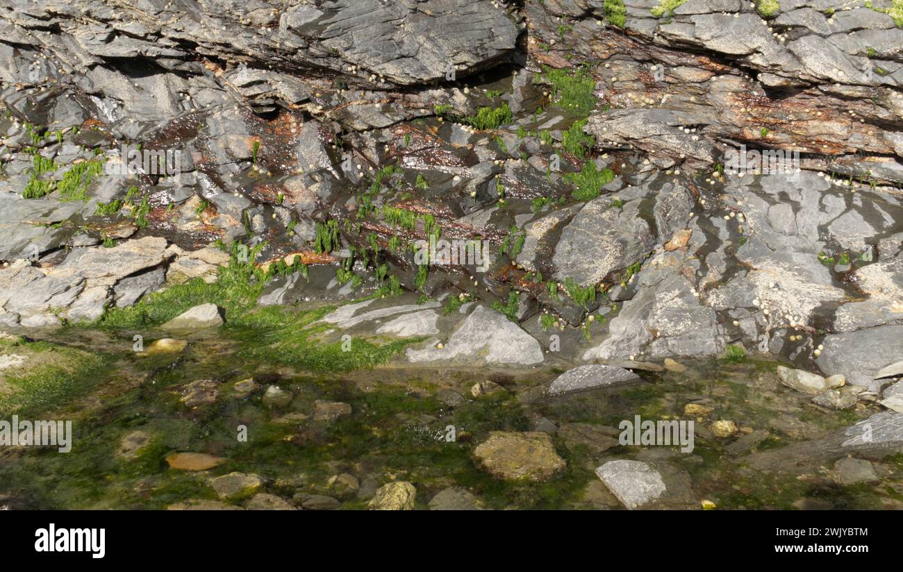 Green algae on rocks above a saltwater pool in Cornwall, UK Stock Photo ...