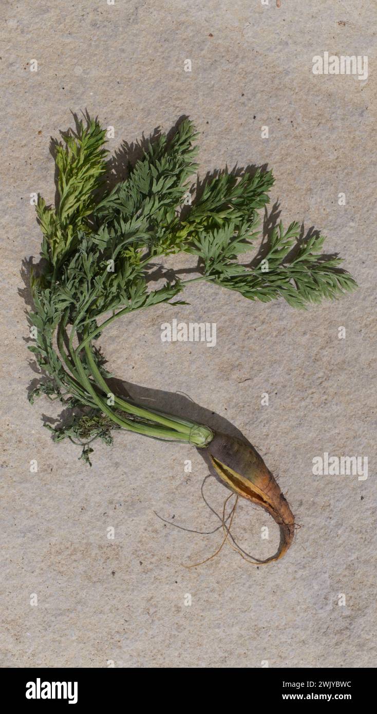 One curled split carrot Stock Photo - Alamy