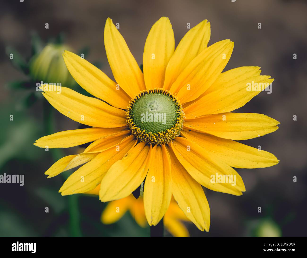 Yellow Rudbeckia hirta flowerhead (Spain Stock Photo - Alamy
