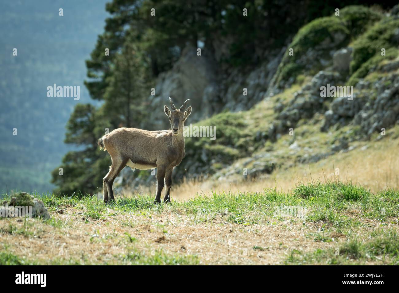 Capri fauna hi-res stock photography and images - Alamy