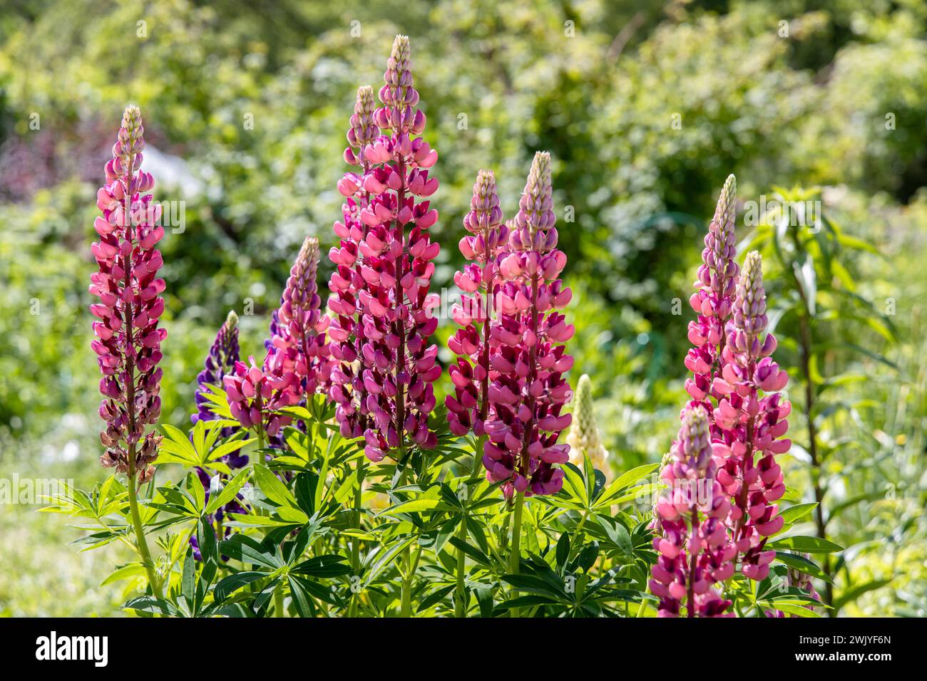 lupinus, lupine plant with pink flowers growing in the garden Stock ...