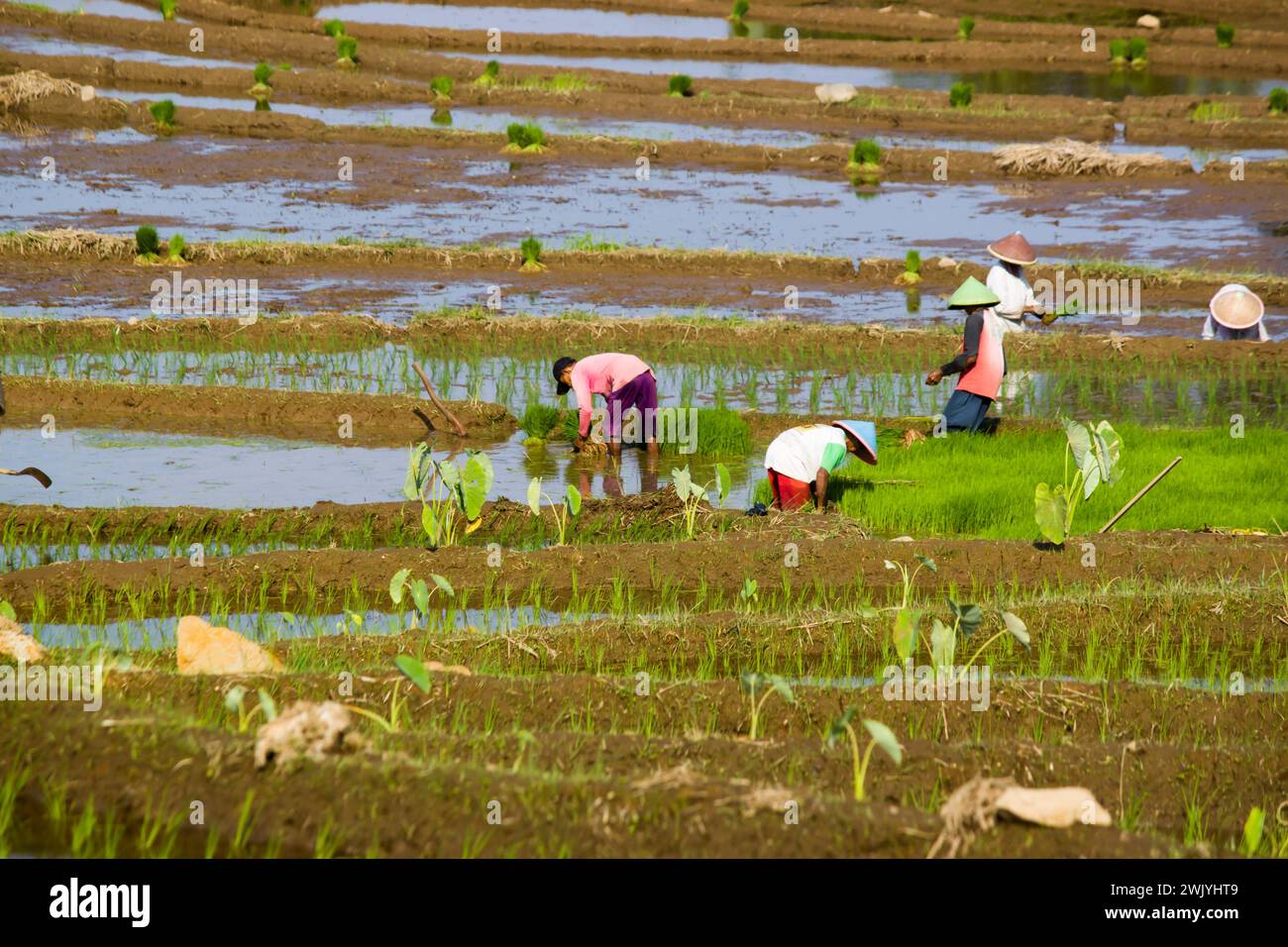 photo of farmers in the village carrying out tandur activities in the ...