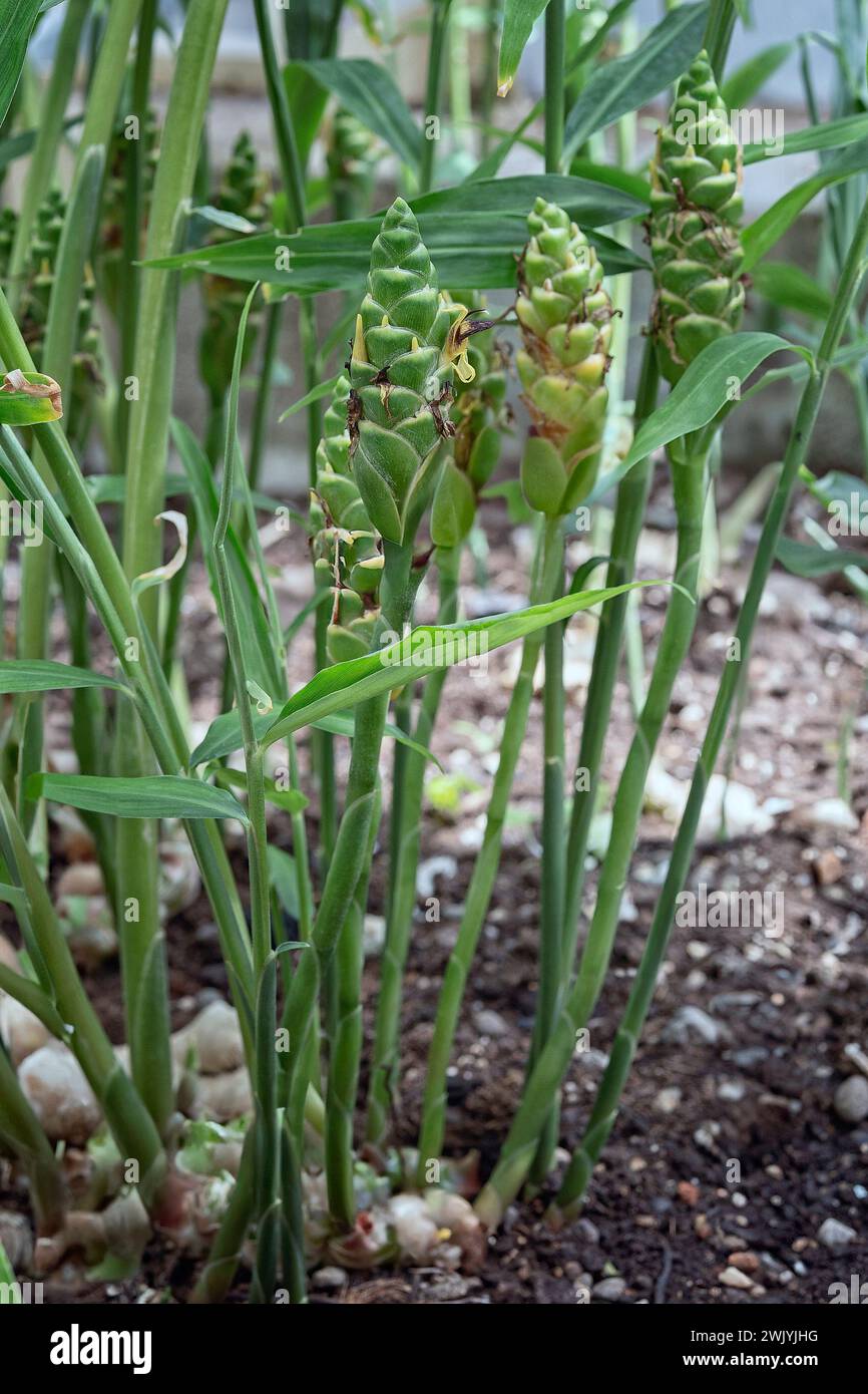 Ginger flower, this is true flower of edible ginger plant (zingiber ...