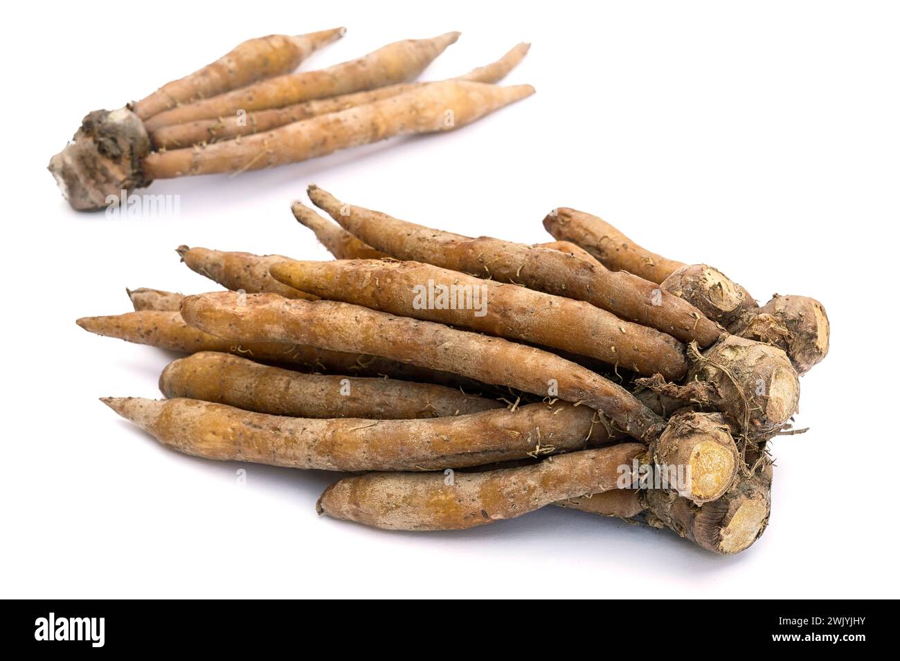 Finger root; Krachai (Boesenbergia rotunda ) on white background; thai ...