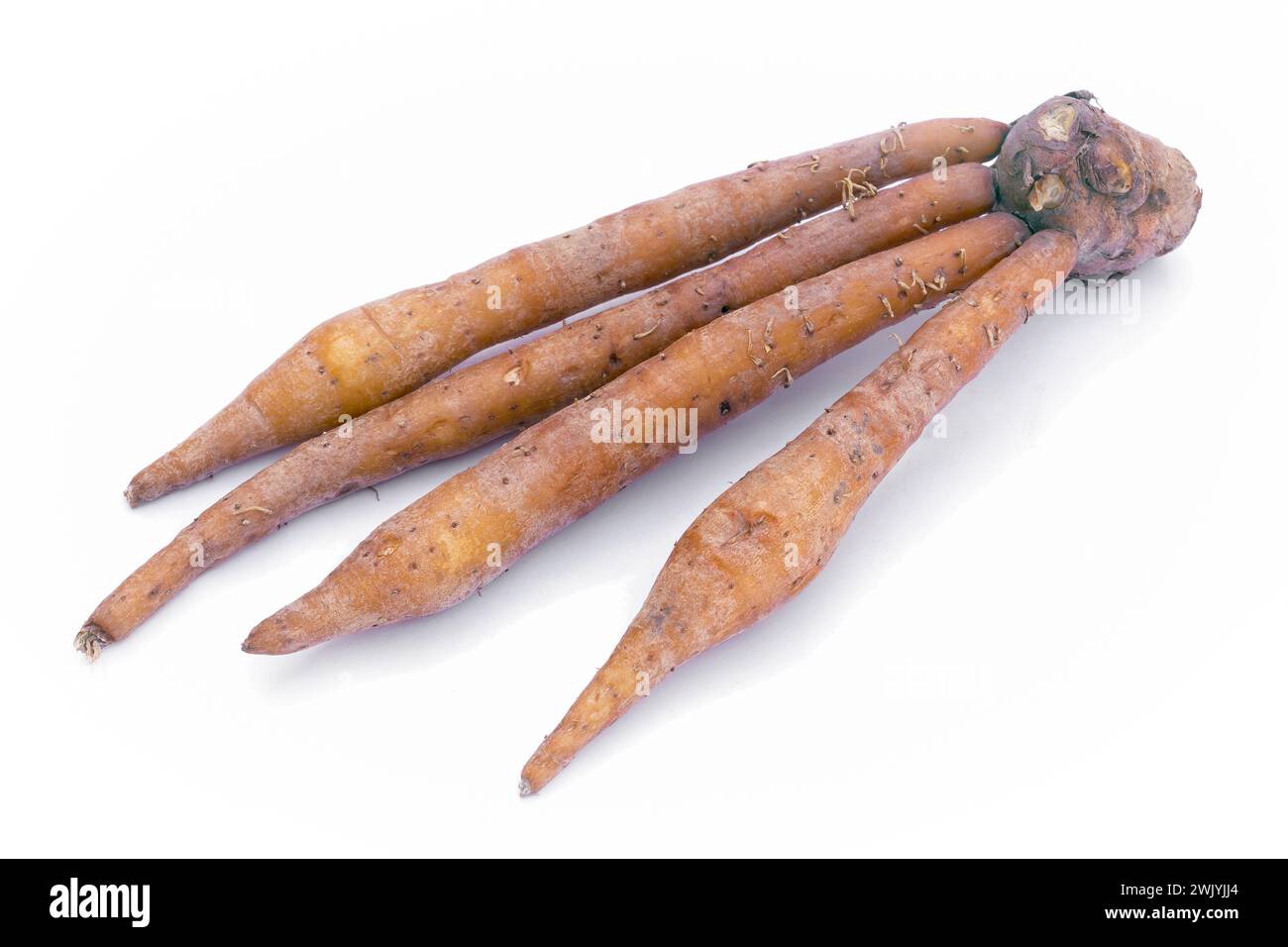 Finger root; Krachai (Boesenbergia rotunda ) on white background; thai ...