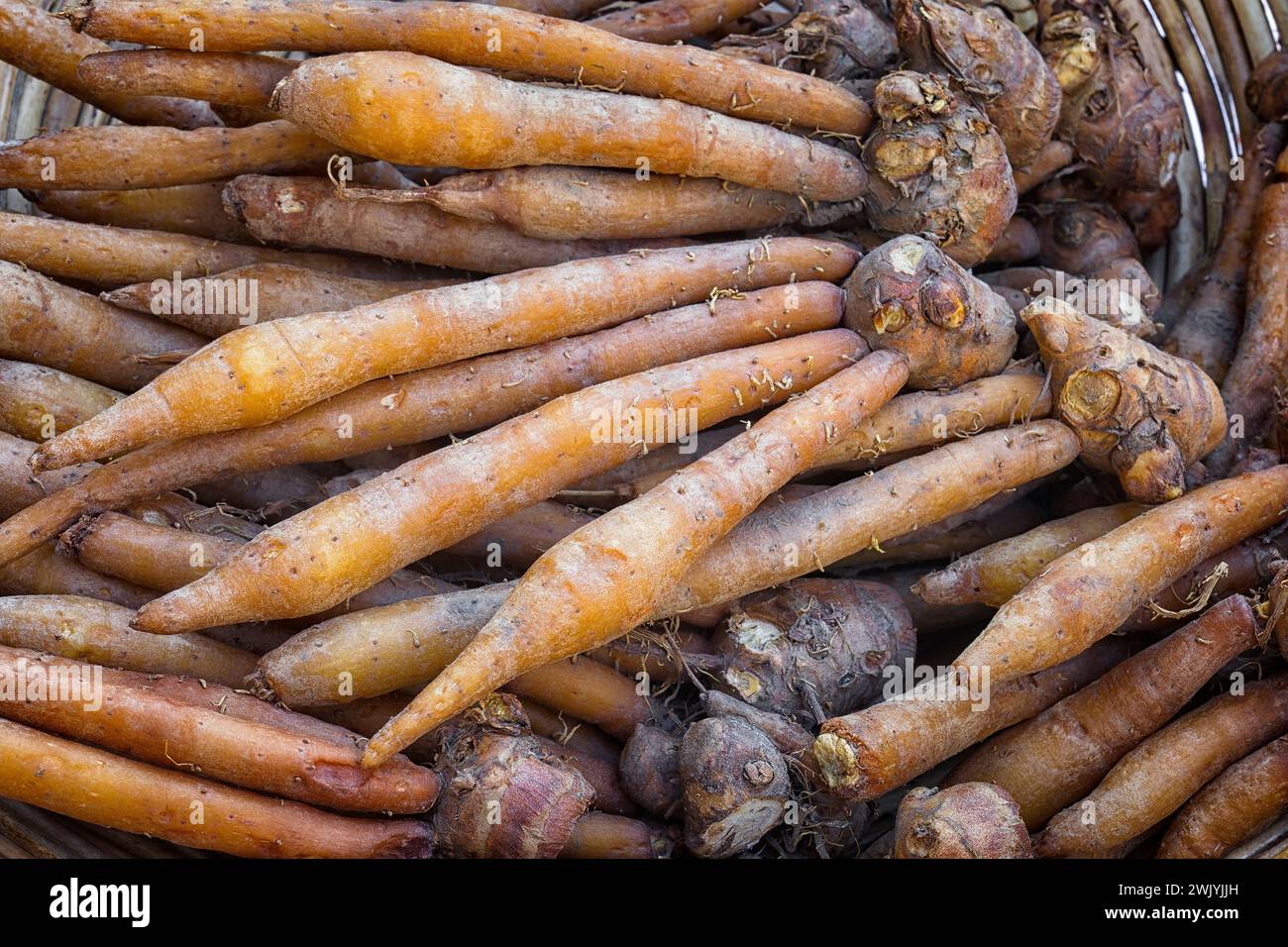 Finger root; Krachai (Boesenbergia rotunda) in pile; thai herb Stock ...