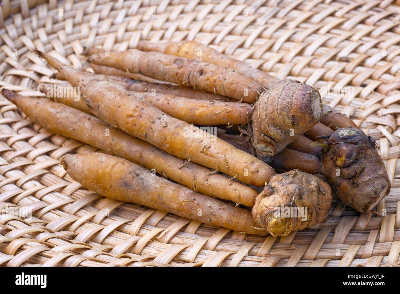 Finger root; Krachai (Boesenbergia rotunda ) in the basket; thai herb ...