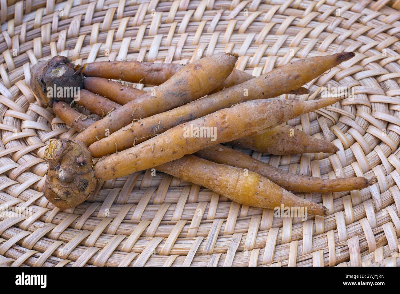 Finger root; Krachai (Boesenbergia rotunda ) in the basket; thai herb ...