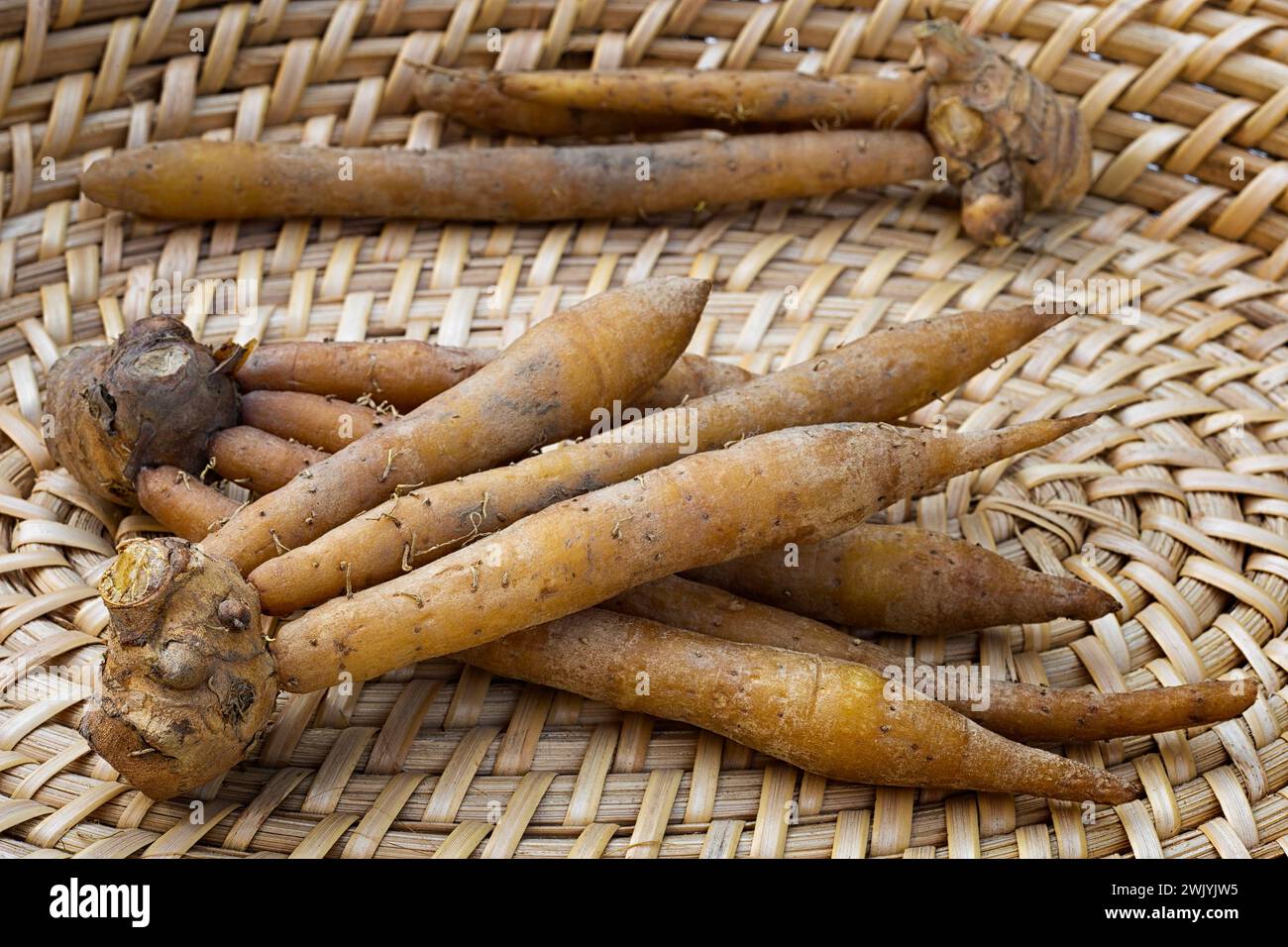 Finger root; Krachai (Boesenbergia rotunda ) in the basket; thai herb ...
