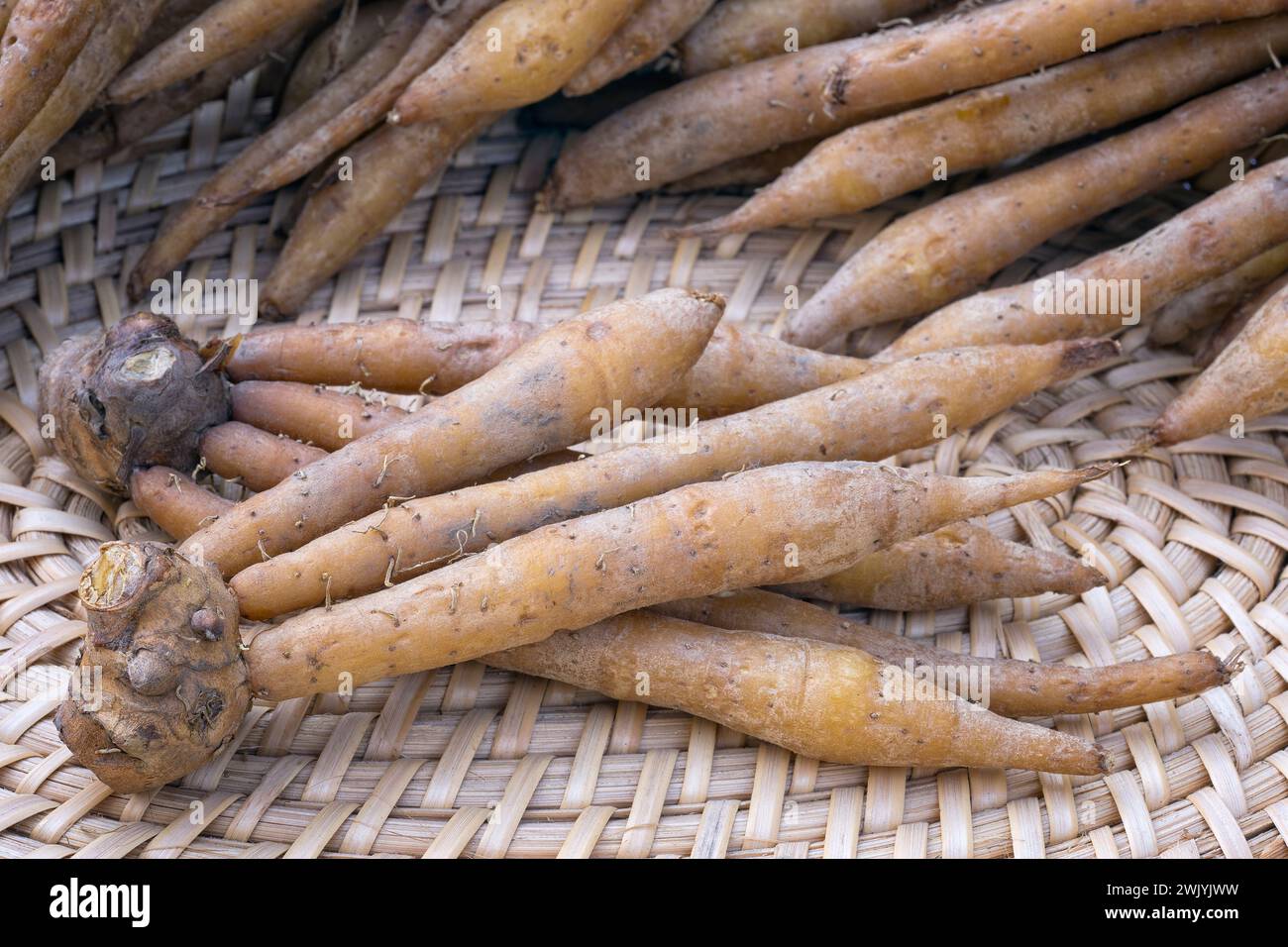Finger root; Krachai (Boesenbergia rotunda ) in the basket; thai herb ...