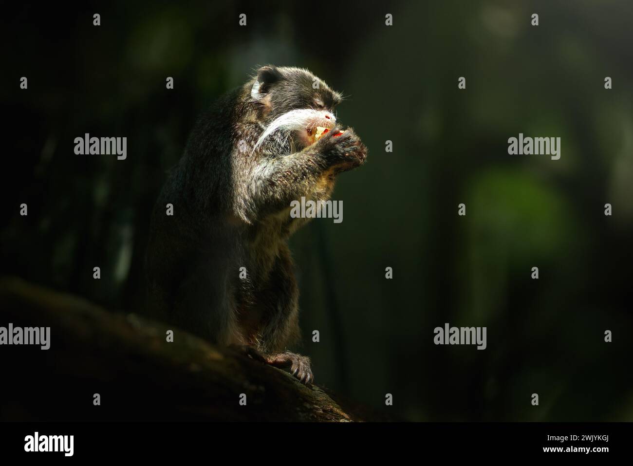 Emperor Tamarin eating fruit (Saguinus imperator Stock Photo - Alamy
