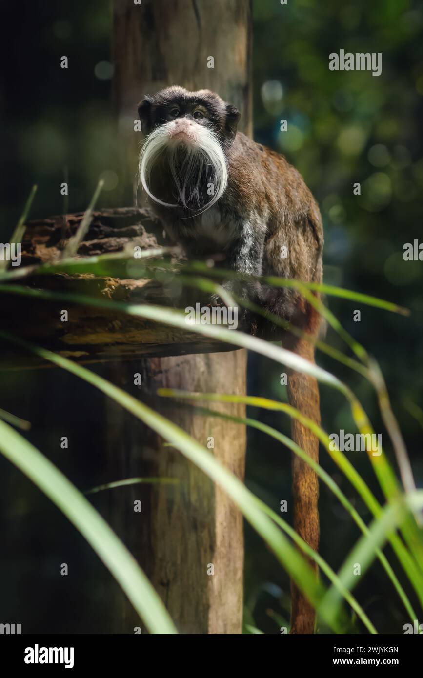 Emperor Tamarin (Saguinus imperator Stock Photo - Alamy