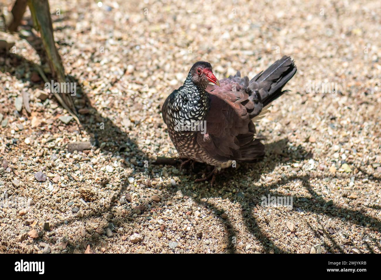 Scaled wing hi-res stock photography and images - Alamy