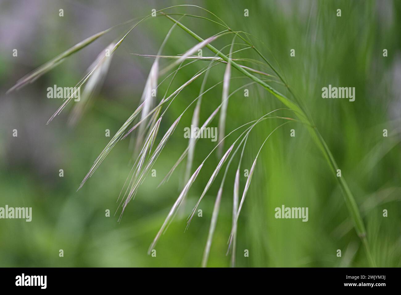 Abstract botanical photograph with selective focus on grass branch and ...