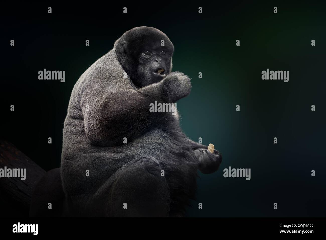 Common Woolly Monkey (Lagothrix lagotricha Stock Photo - Alamy