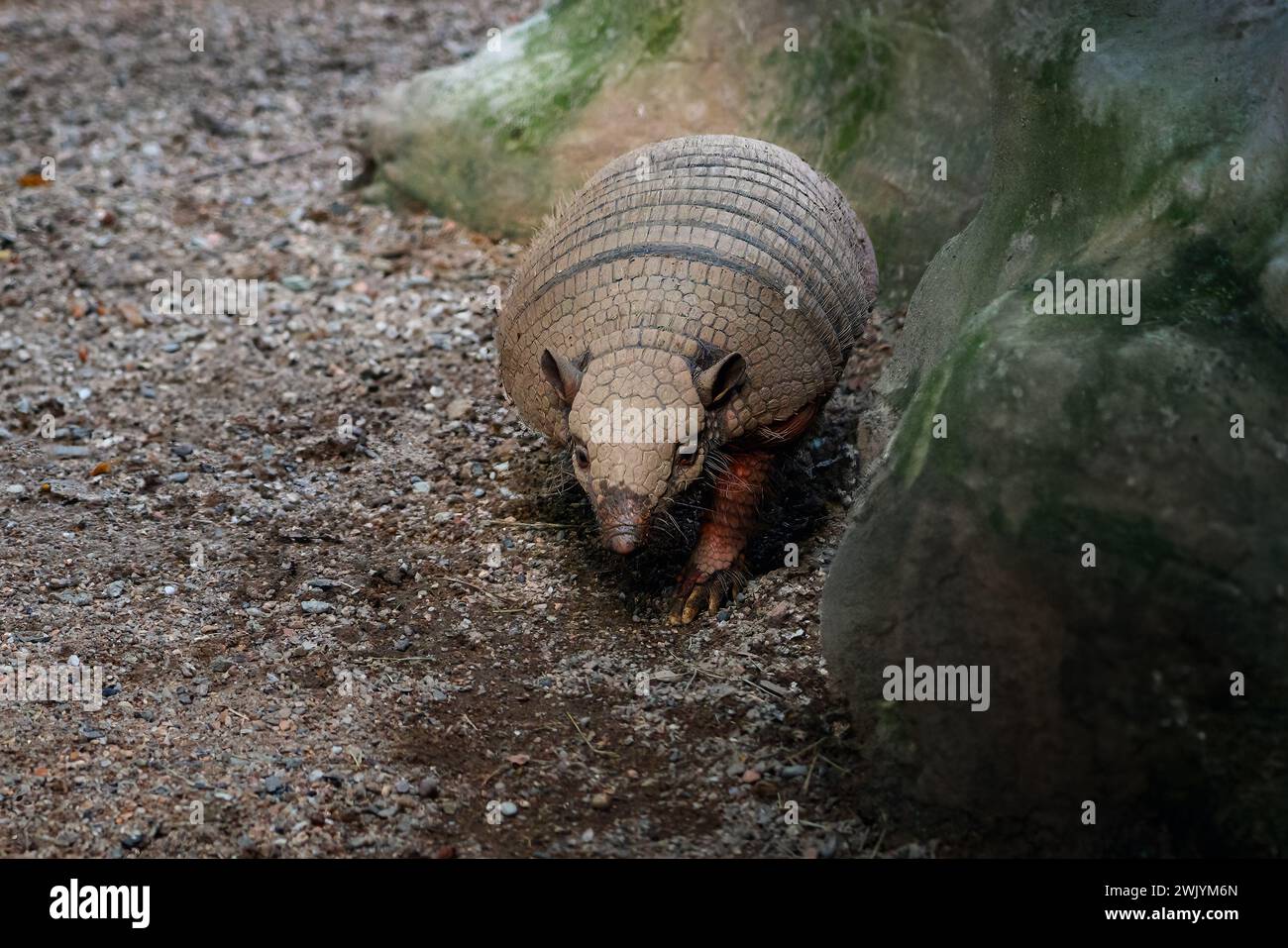 Armadillo cute hi-res stock photography and images - Alamy