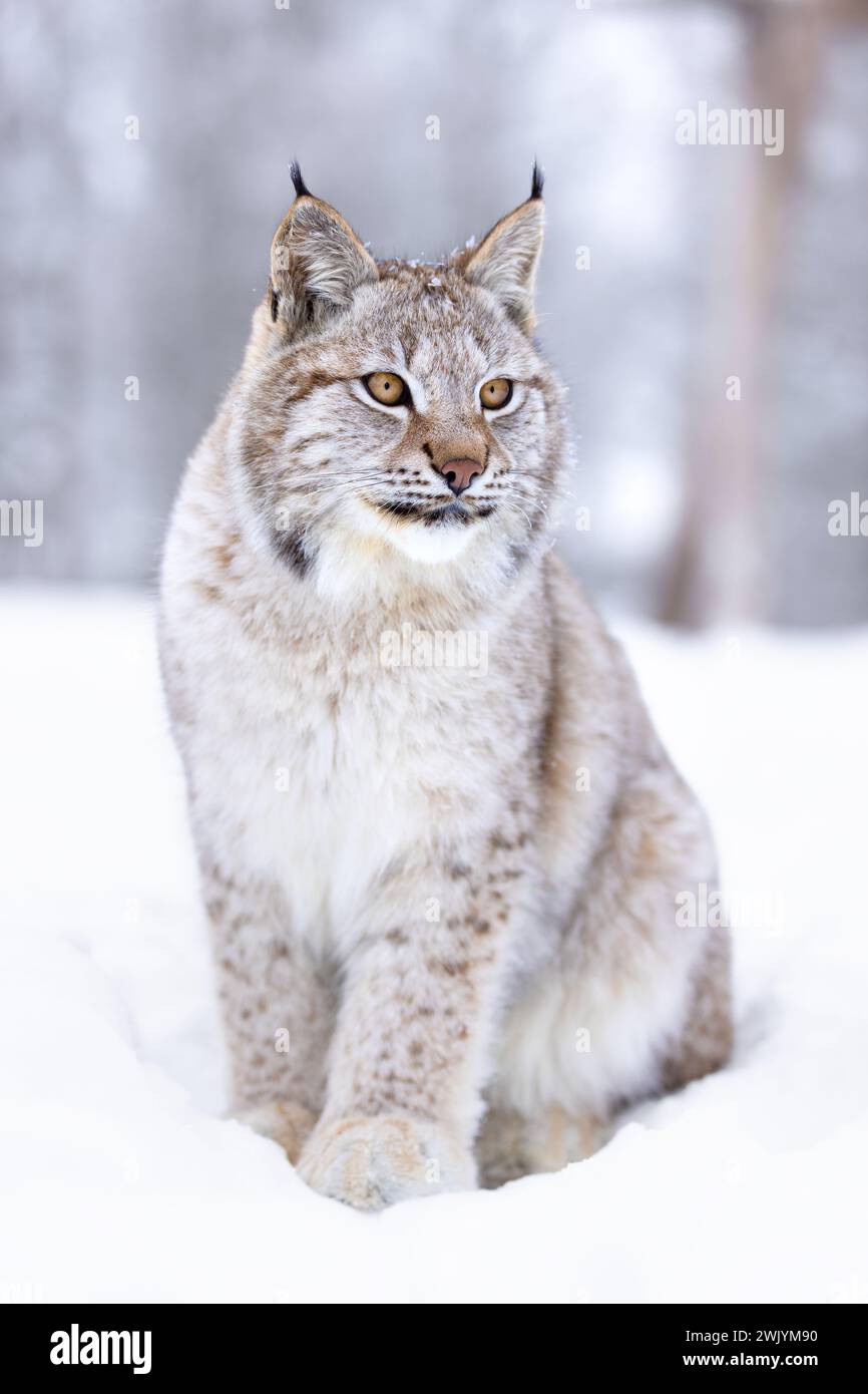 Beautiful young lynx cub sits in the cold snow Stock Photo - Alamy