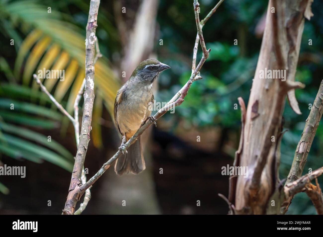 Buff zoo hi-res stock photography and images - Alamy