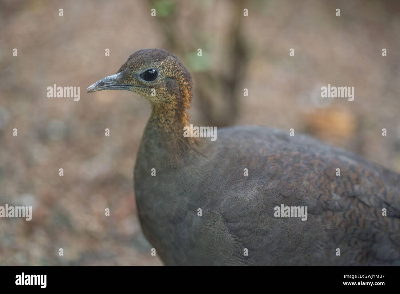 Paleognath birds hi-res stock photography and images - Alamy