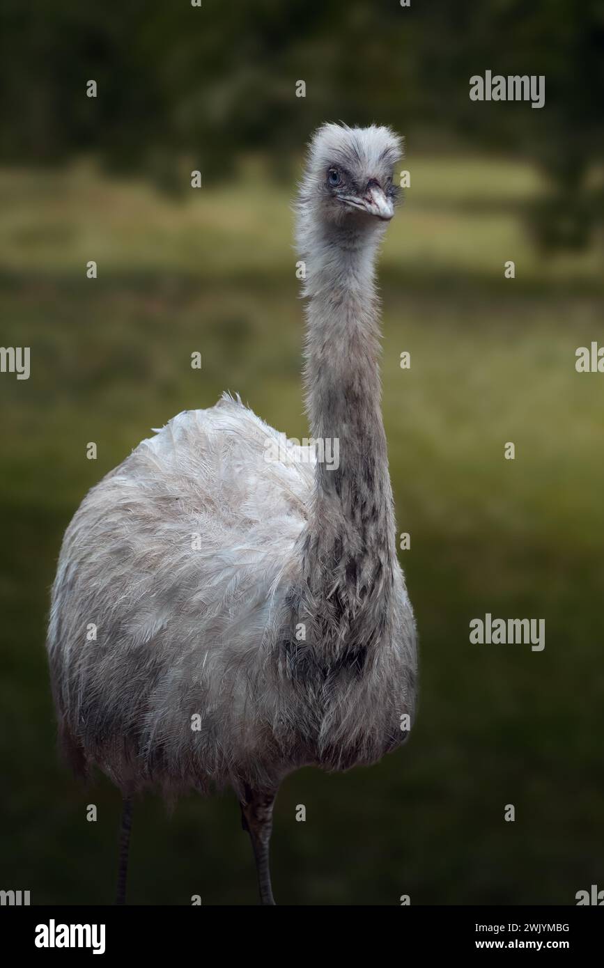 Greater rhea rhea americana hi-res stock photography and images - Alamy