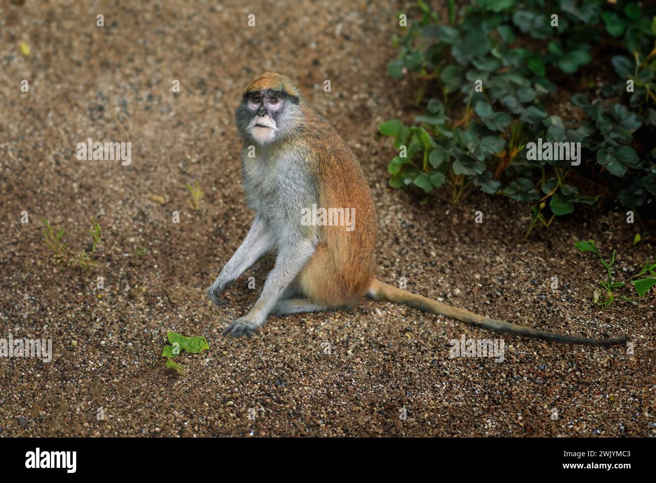 Patas Monkey (Erythrocebus patas) - Old World monkey Stock Photo - Alamy