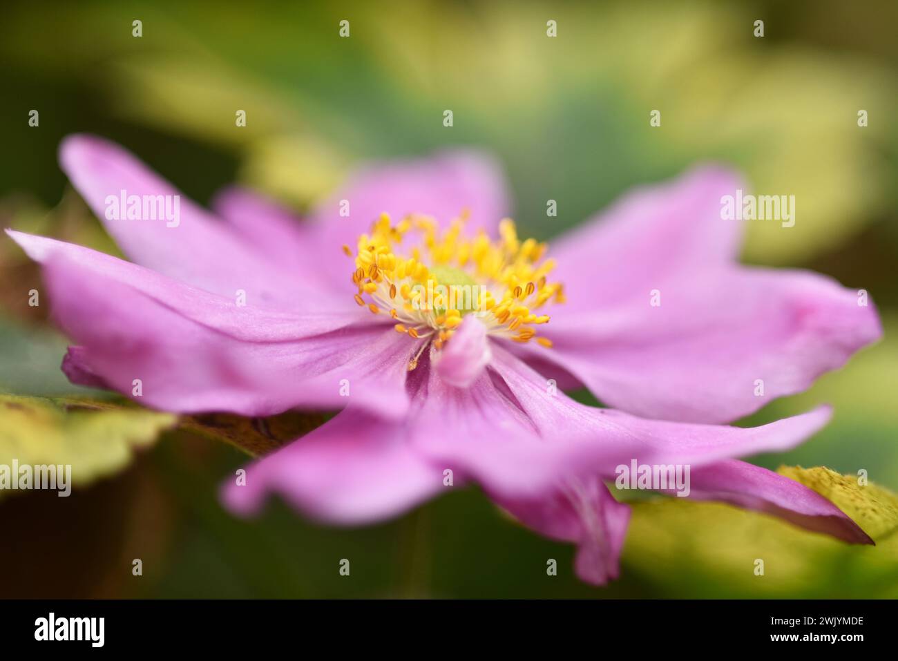 Japanese thimble flower hi-res stock photography and images - Alamy