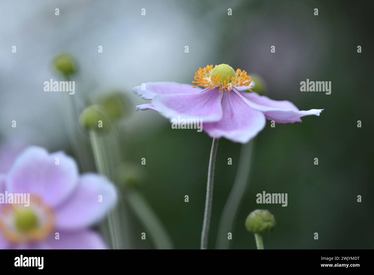 High resolution flower closeup hi-res stock photography and images - Alamy
