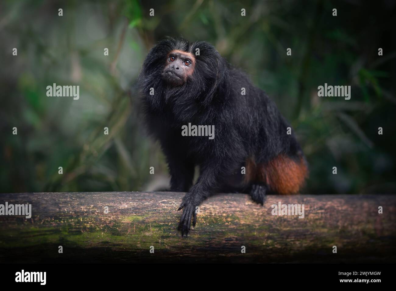 Monkey lion hi-res stock photography and images - Alamy