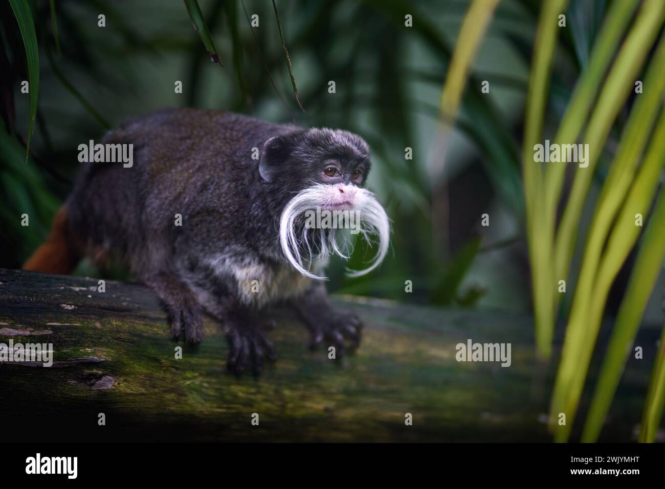 Bearded tamarin hi-res stock photography and images - Alamy