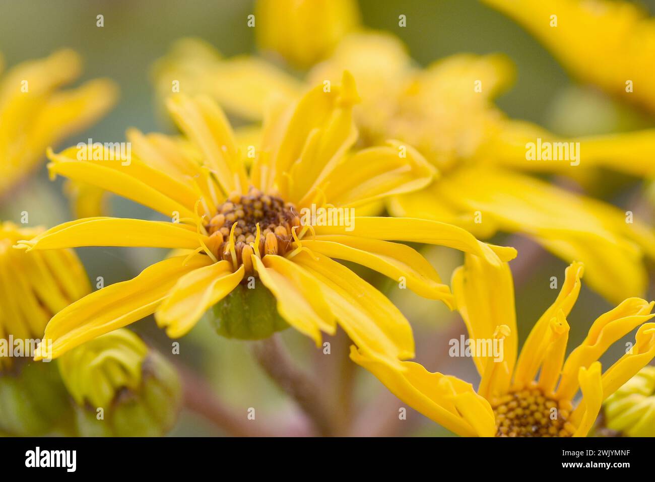 Leopard plant hi-res stock photography and images - Alamy