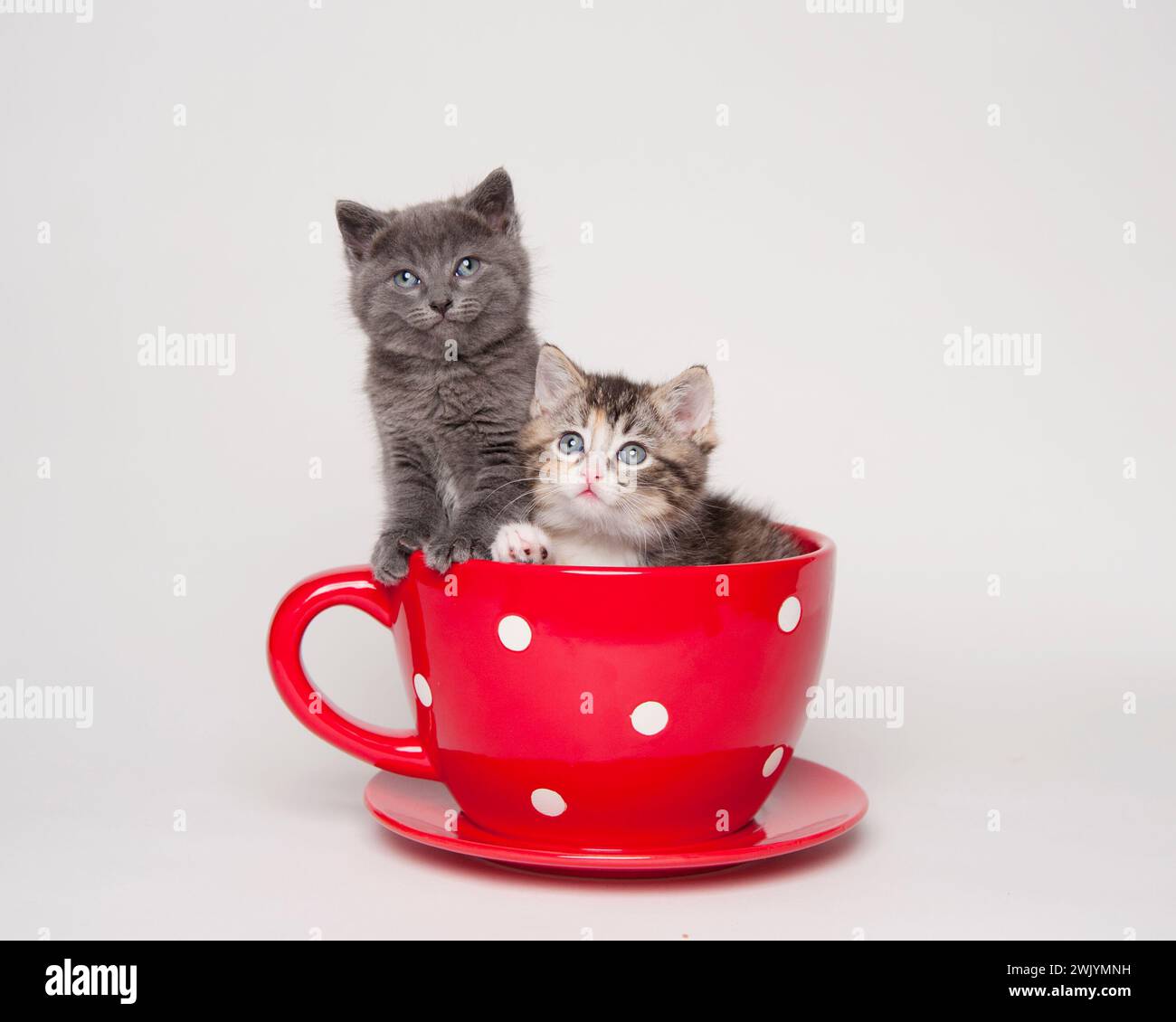 Kittens tea hi-res stock photography and images - Alamy