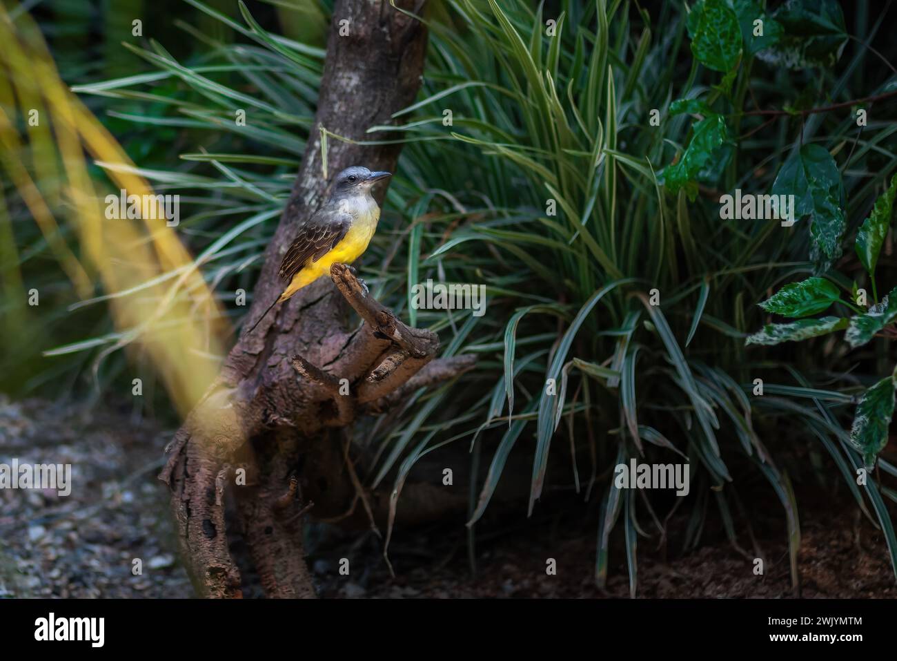 Tropical Kingbird (Tyrannus melancholicus) - Tyrant Flycatcher Stock ...