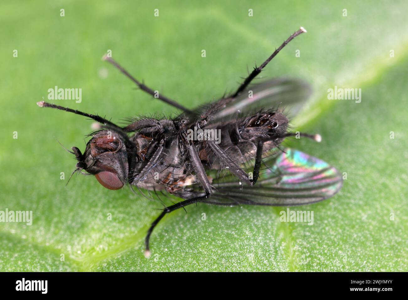 Micro bore hi-res stock photography and images - Alamy