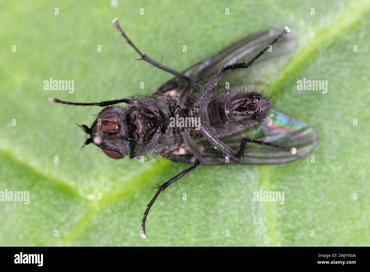 With larvae on its back hi-res stock photography and images - Alamy