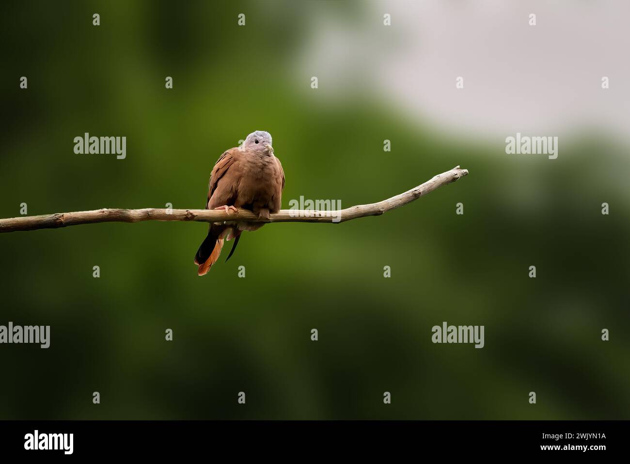 Ruddy Ground Dove (Columbina talpacoti Stock Photo - Alamy