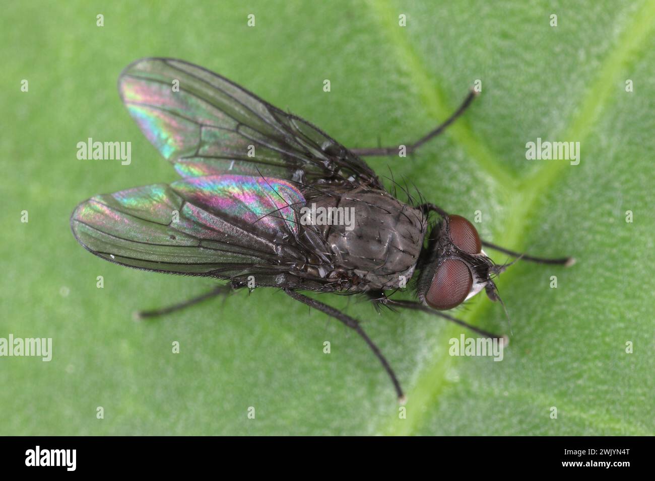 With larvae on its back hi-res stock photography and images - Alamy