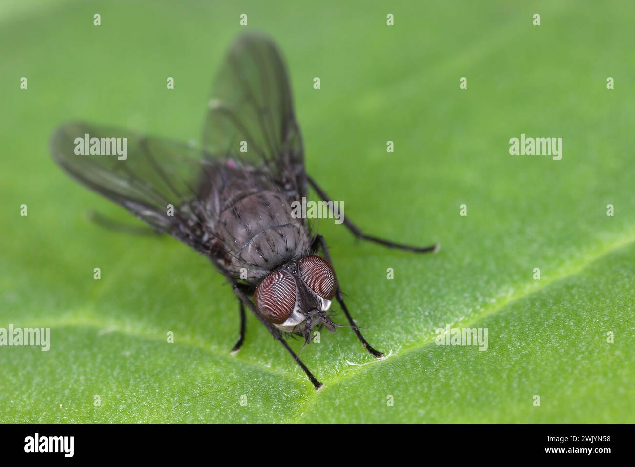 With larvae on its back hi-res stock photography and images - Alamy