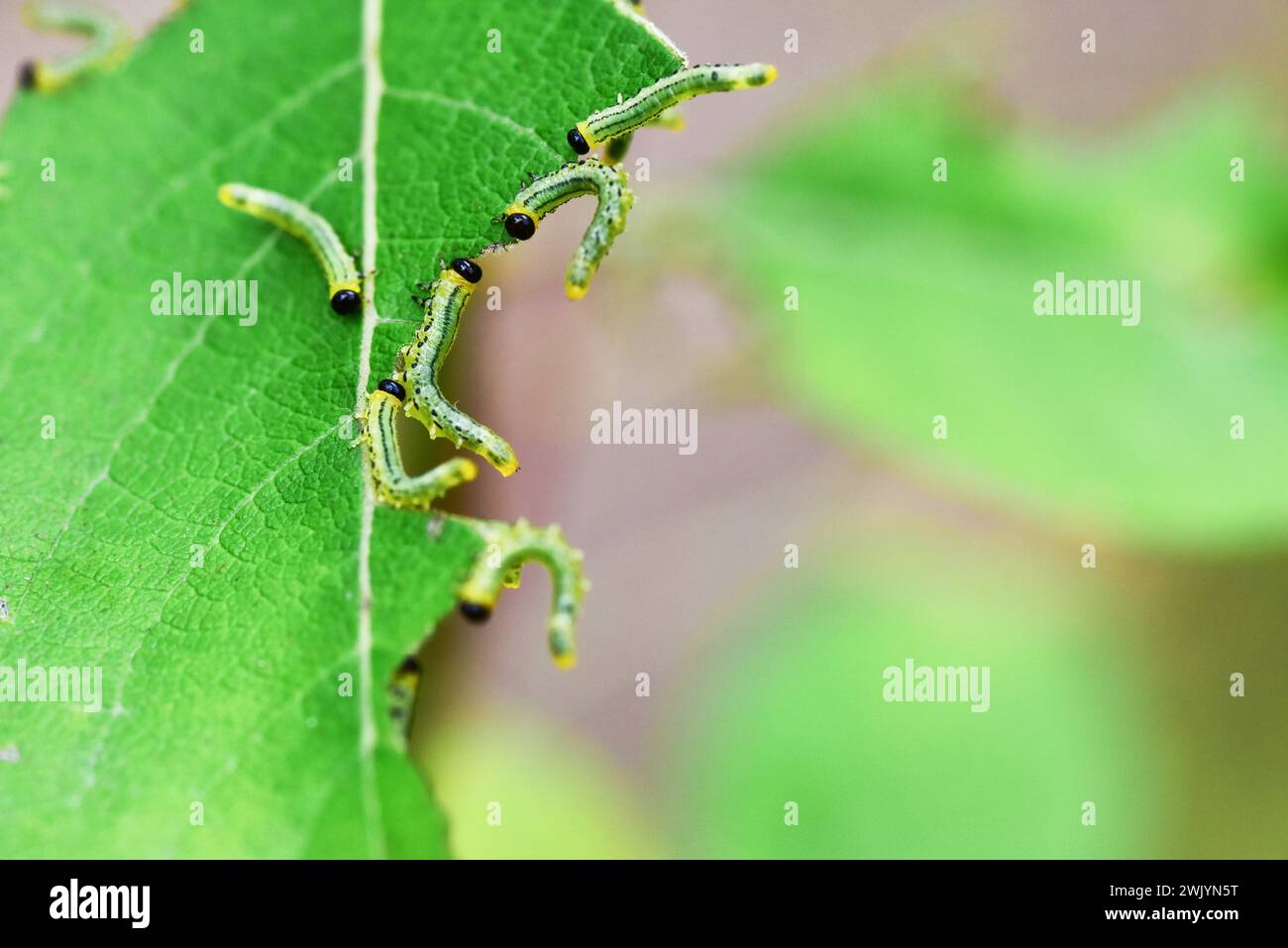 Box tree caterpillar hi-res stock photography and images - Alamy