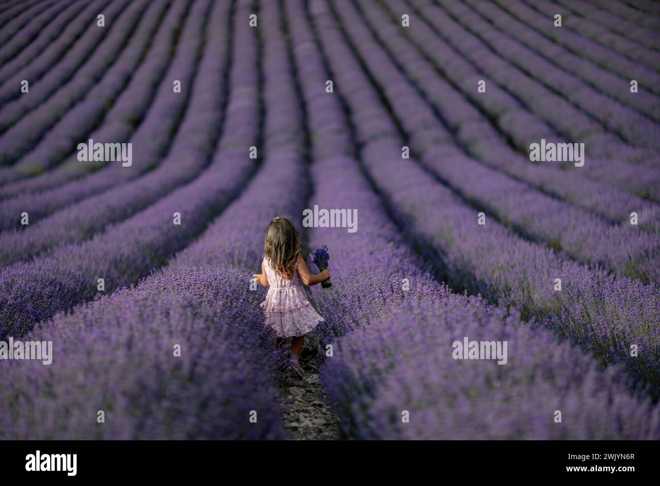 Lavender field girl. Back view happy girl in pink dress with flowing ...