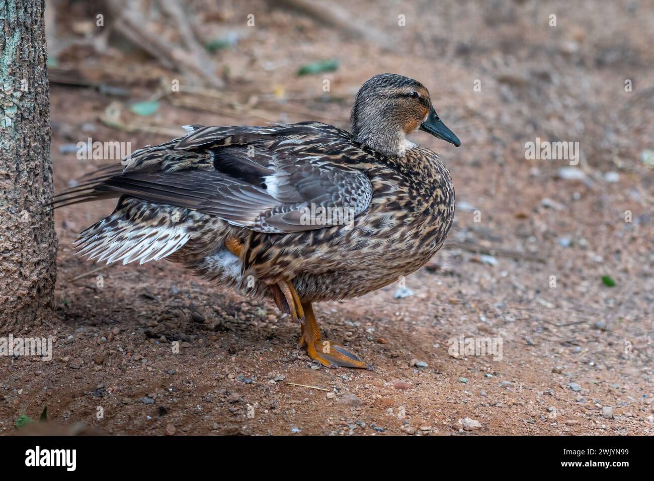 Female Mallard Duck (Anas platyrhynchos Stock Photo - Alamy