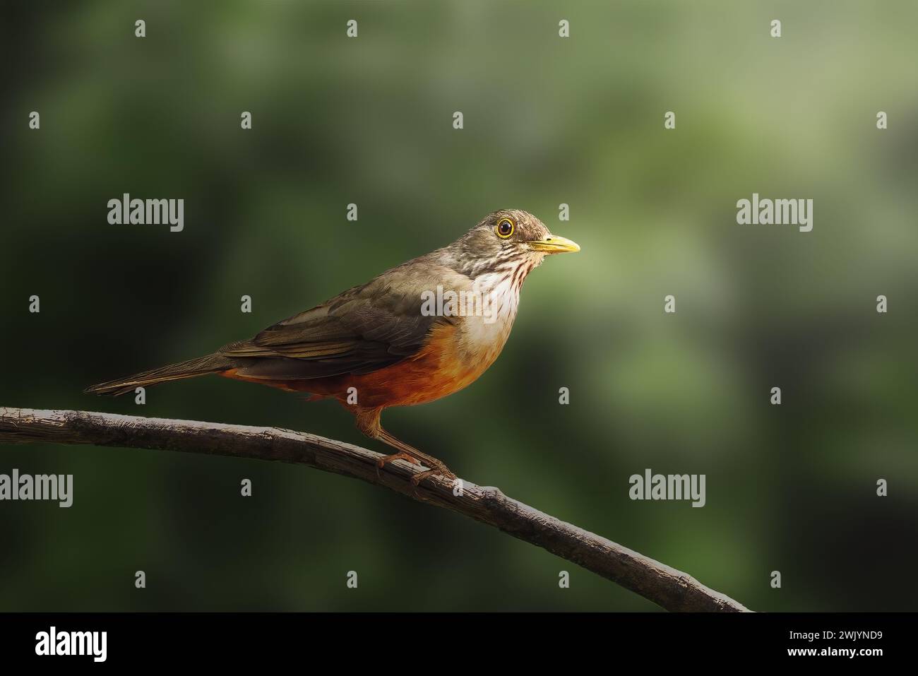 Rufous-bellied Thrush bird (Turdus rufiventris Stock Photo - Alamy