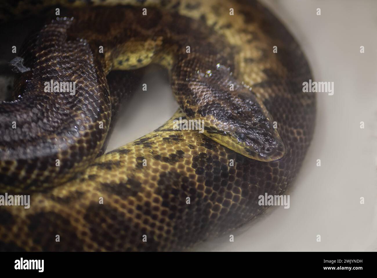 Yellow Anaconda snake (Eunectes notaeus Stock Photo - Alamy